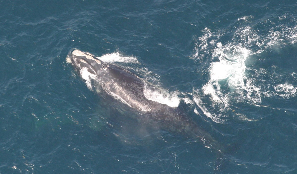 agentmorrispublic/drone-datasets.md at main · agentmorris/agentmorrispublic · GitHub