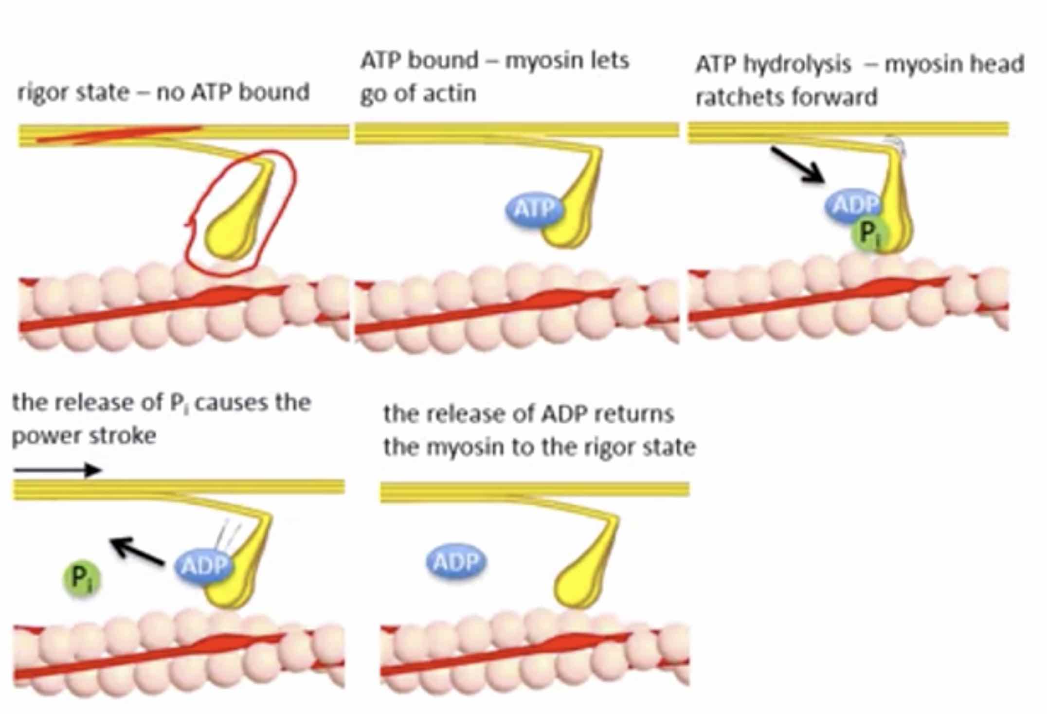 health-cheat-sheet: A repository from cheat-sheets - cheat-sheets
