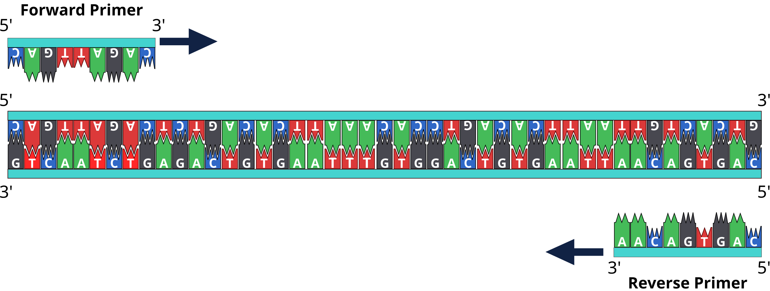 Polymerase Chain Reaction PCR Continued Biology 1101 Course Hub Polymerase Chain Reaction PCR Continued Biology 1101 Course Hub
