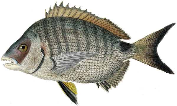 GitHub - lateralblast/sargo: An example Perl script to output sar to ...