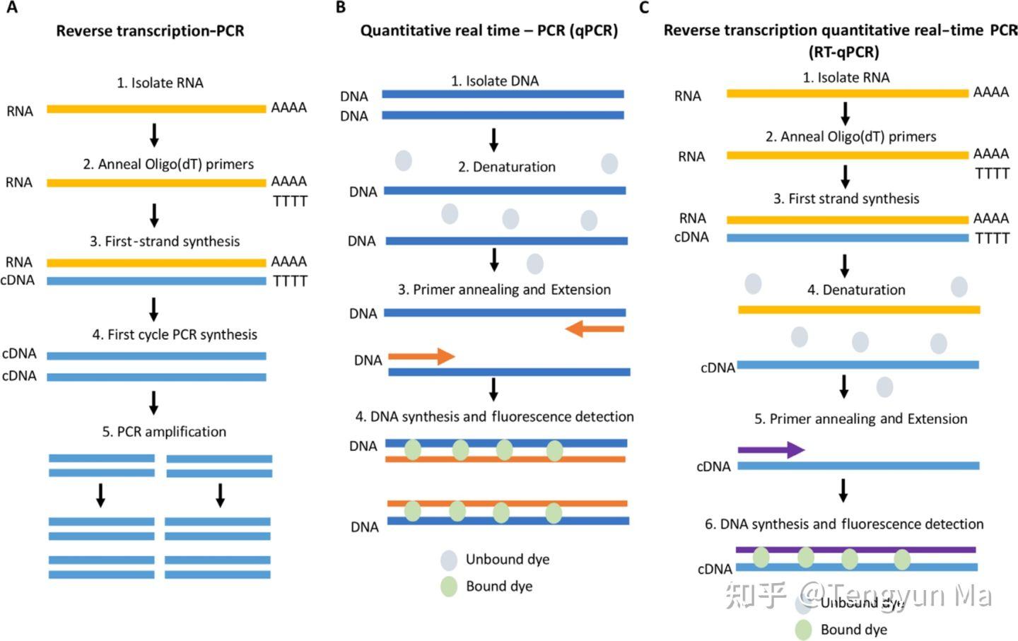 PCR And QPCR Lum s Notes PCR And QPCR Lum s Notes