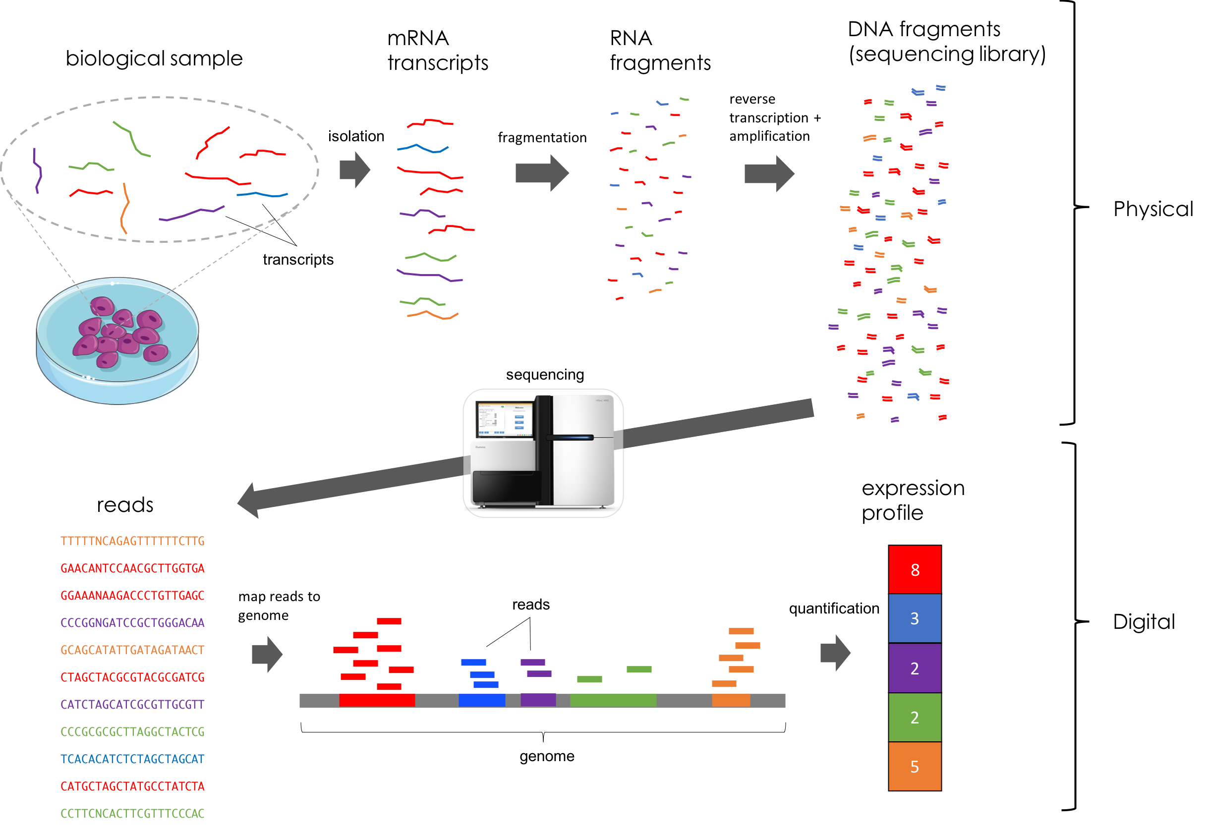 Rnaseq Rnaseq