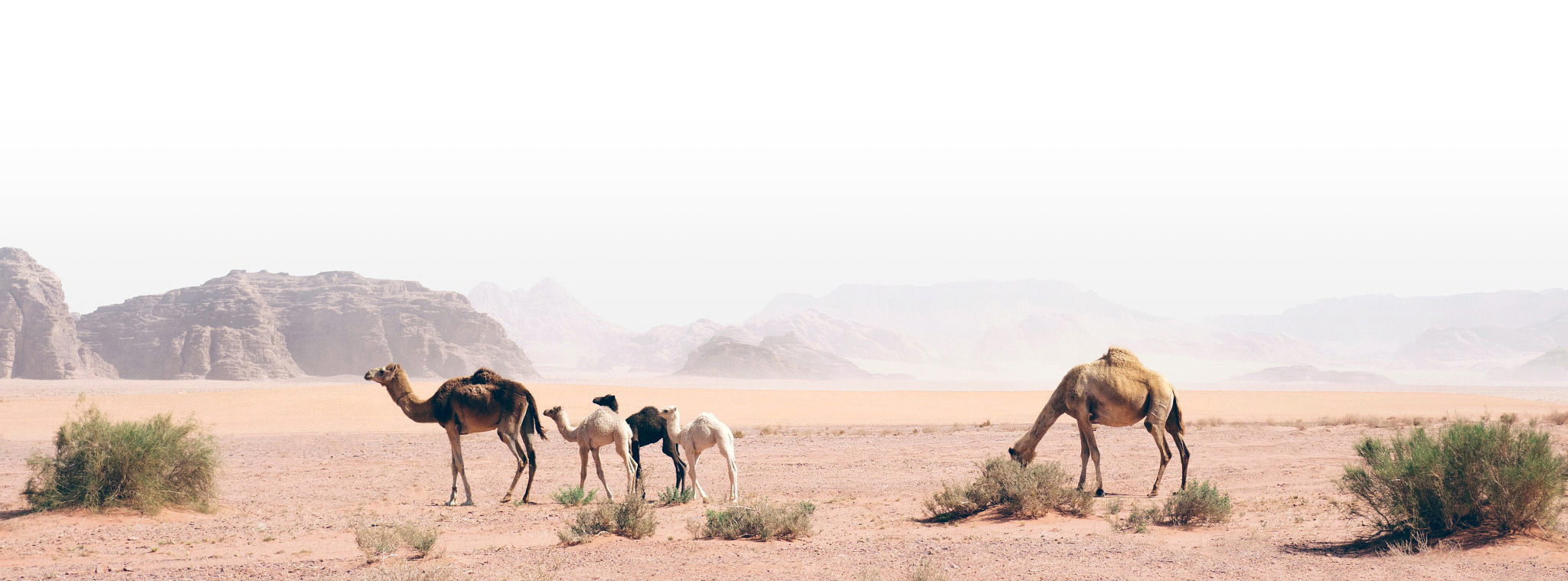 Echarts关于tooltip自定义修改的问题｜miumiu是一只猫s Blog