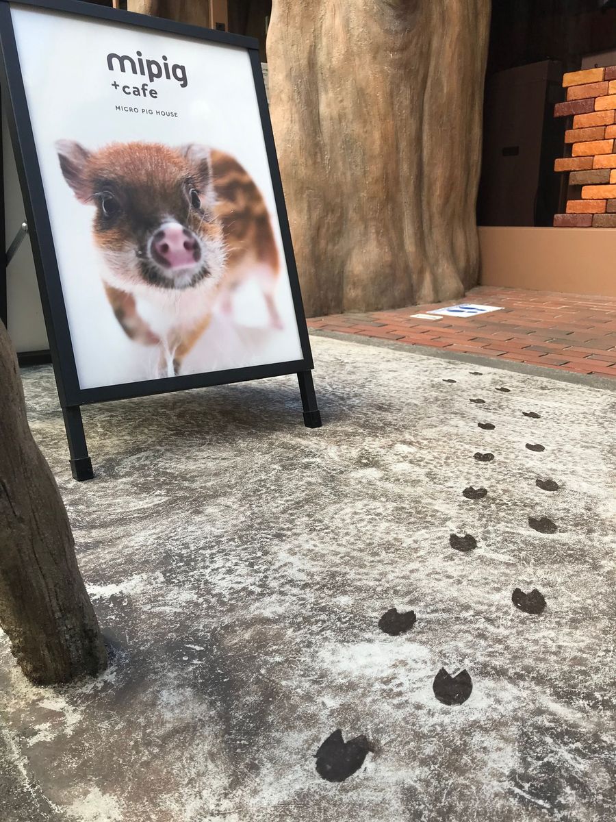 We Visited A Micro Pig Caf For Pancake s Birthday