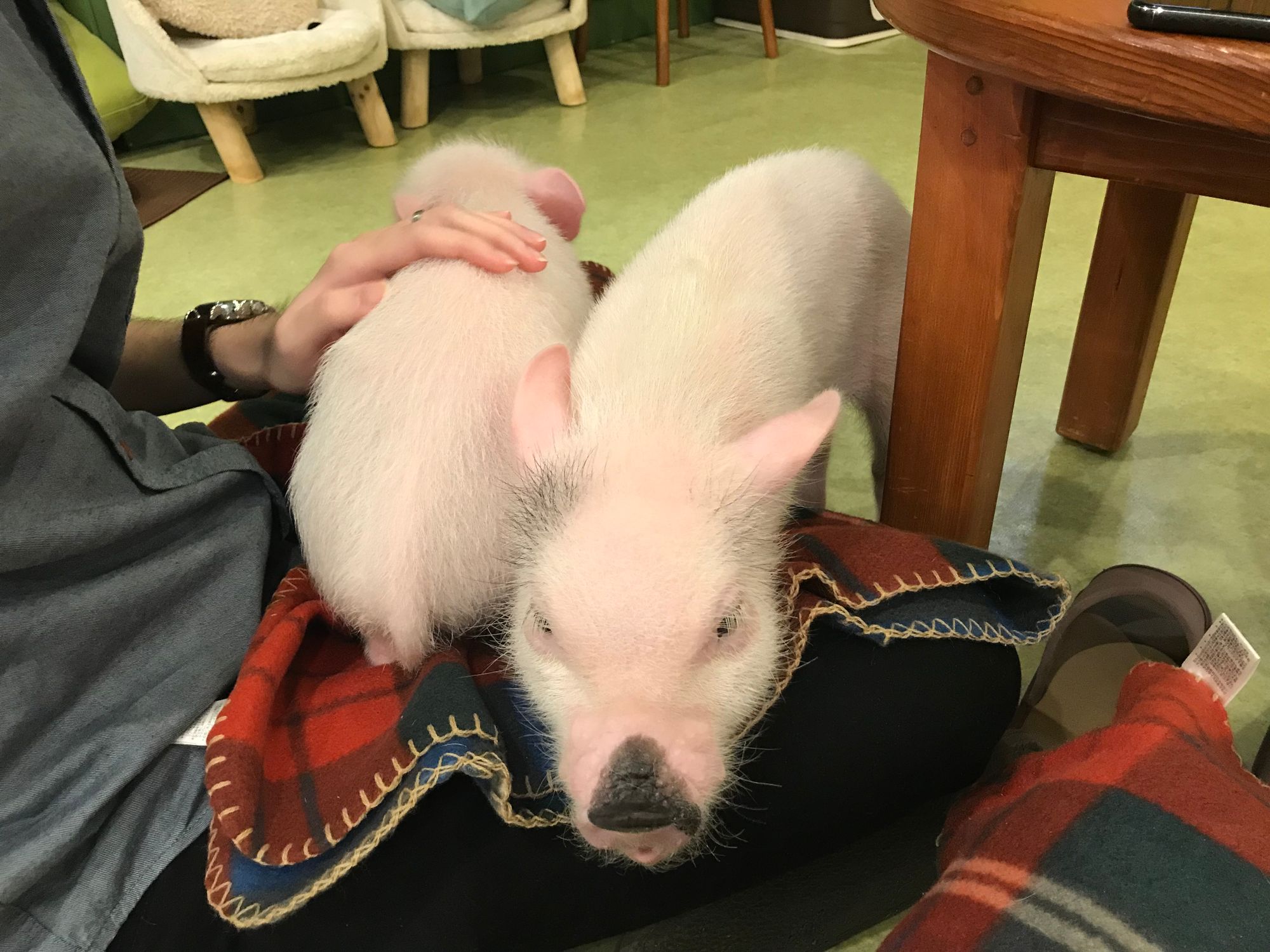 We Visited A Micro Pig Caf For Pancake s Birthday