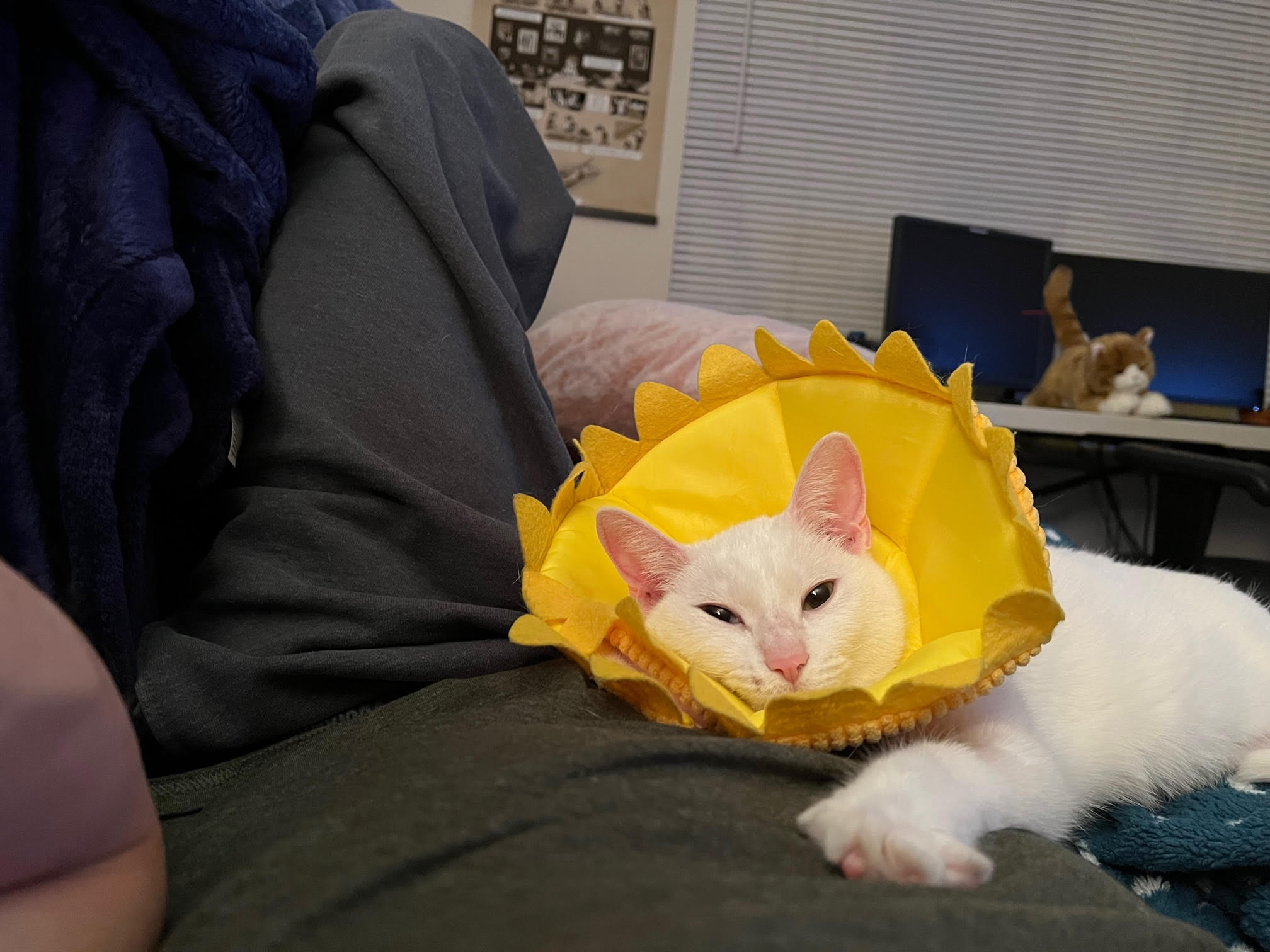 GitHub - tdeckard2000/cat_fan_deterrent: Motion sensor turns on fan to ...